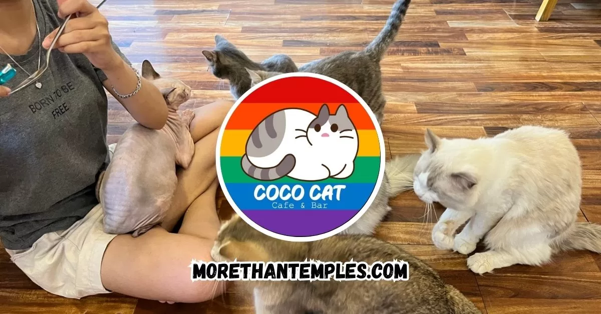 The Best Furry Feline Friends - CoCo Cat Cafe In Siem Reap - More Than ...